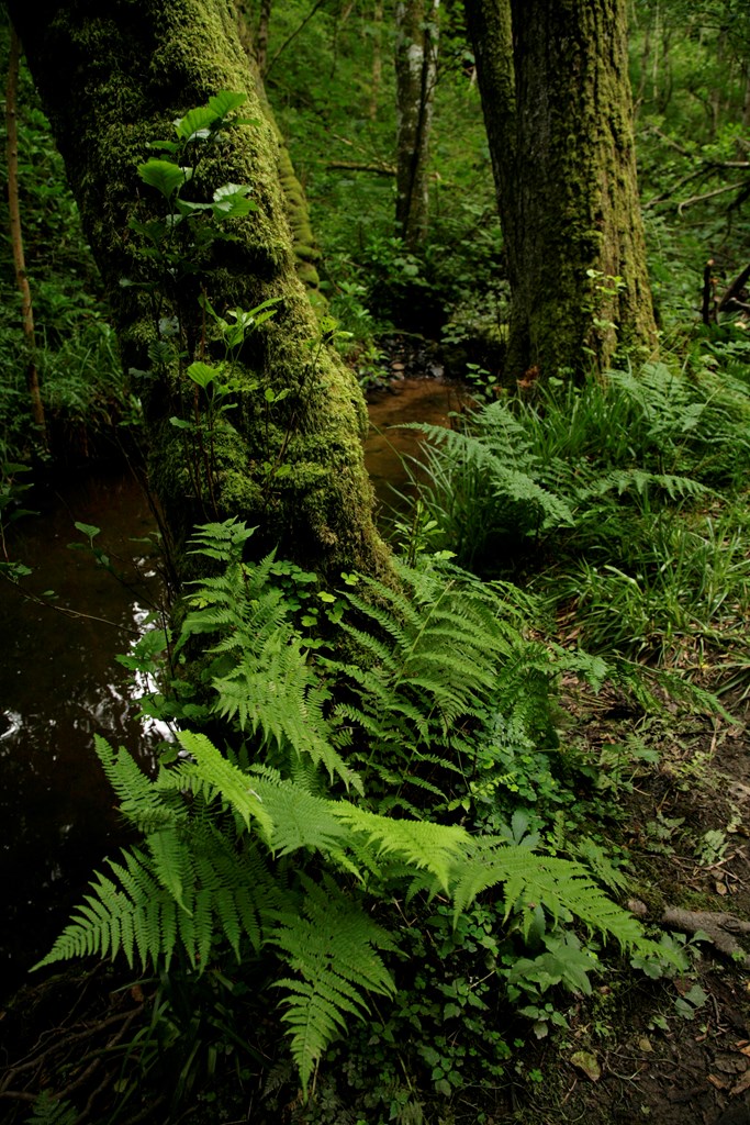 Woodland Wildlife Toolkit