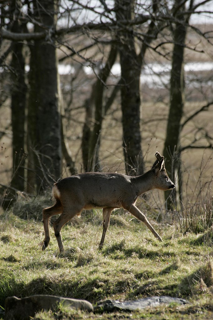 Woodland Wildlife Toolkit
