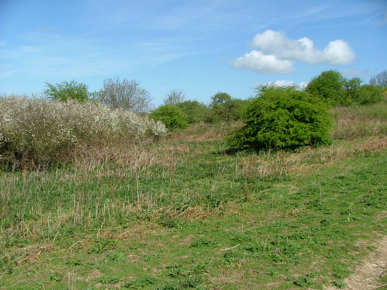 Woodland Wildlife Toolkit